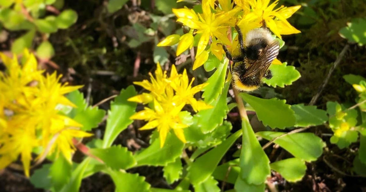 Mökki-Pirkko: Maksaruoho, maksaruoho, maksaruoho...