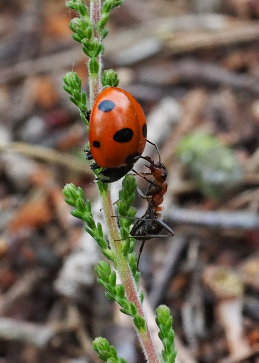 Bill's Birding: Scarce 7-spot Ladybird