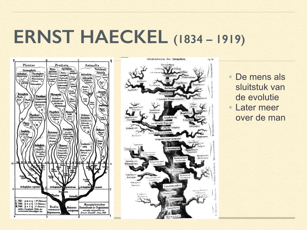 Ordening en Evolutie: Ordening