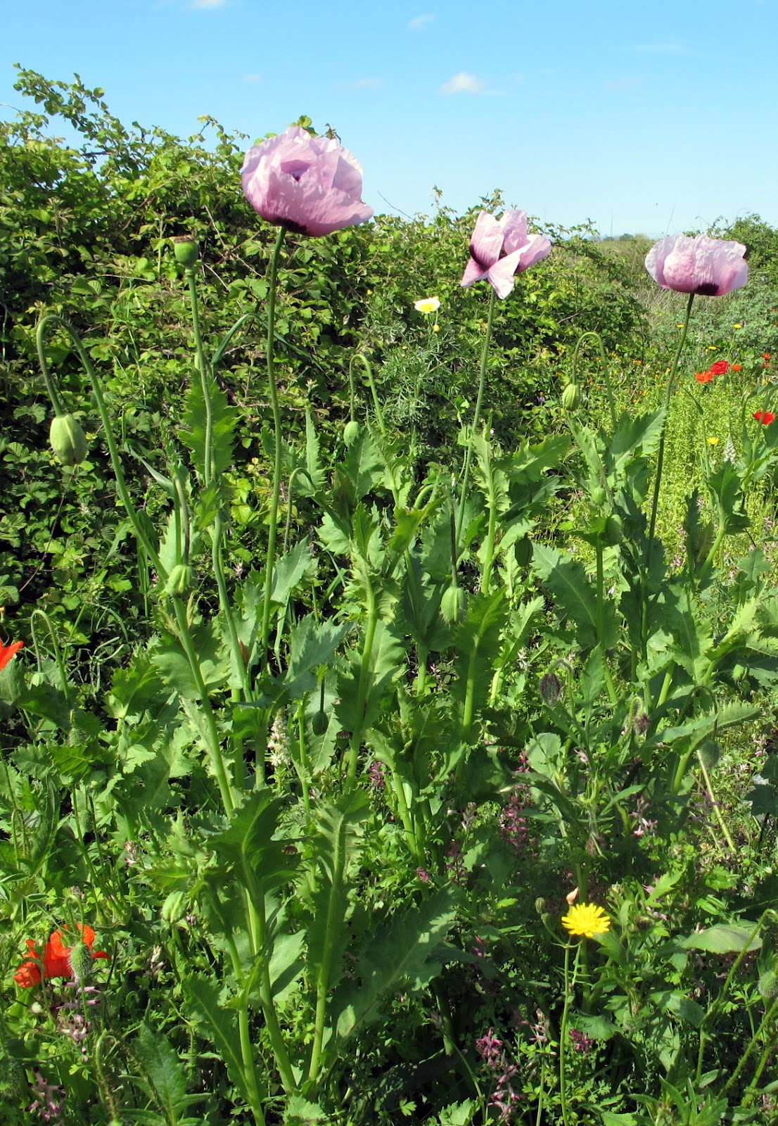 FLORA NEL SALENTO e.. anche altrove: Papaver somniferum L ...