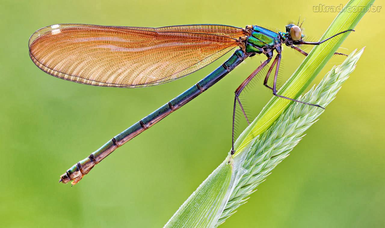 Andy foto natura: Libelulas