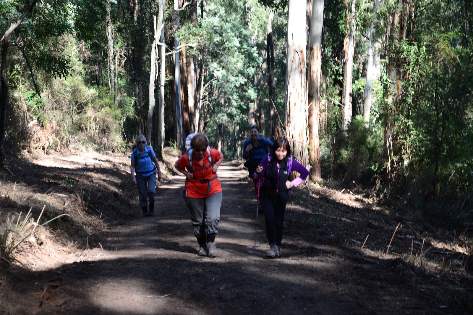 walkabouters club of victoria inc: Sherbrooke Forest, Dandenong Ranges ...