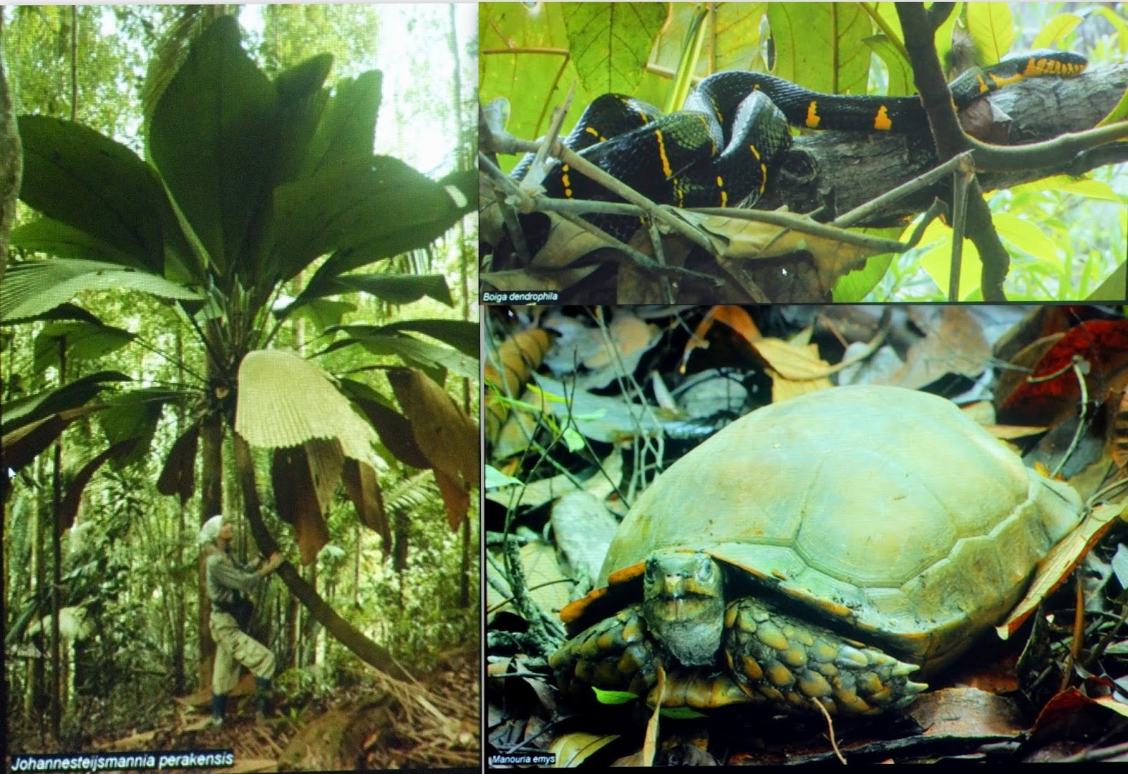 KINTA CHRONICLES: Behold .. The Beauty Of Kinta Valley