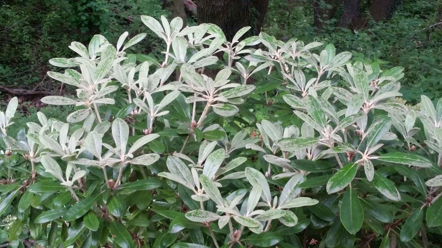 Future Plants by Randy Stewart: Rhododendrons - Species