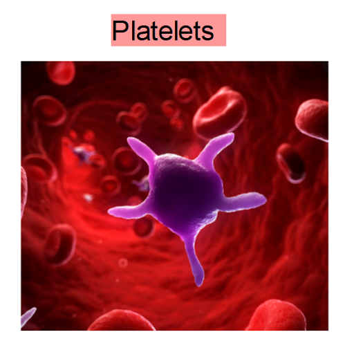 Year 6: Science Lesson 1 Identifying the Different Components of Blood.