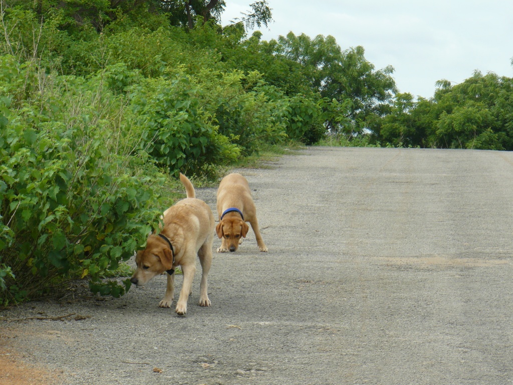 Oh, Corbin: Blogville Olympics: Walkin' About the Neighborhood!