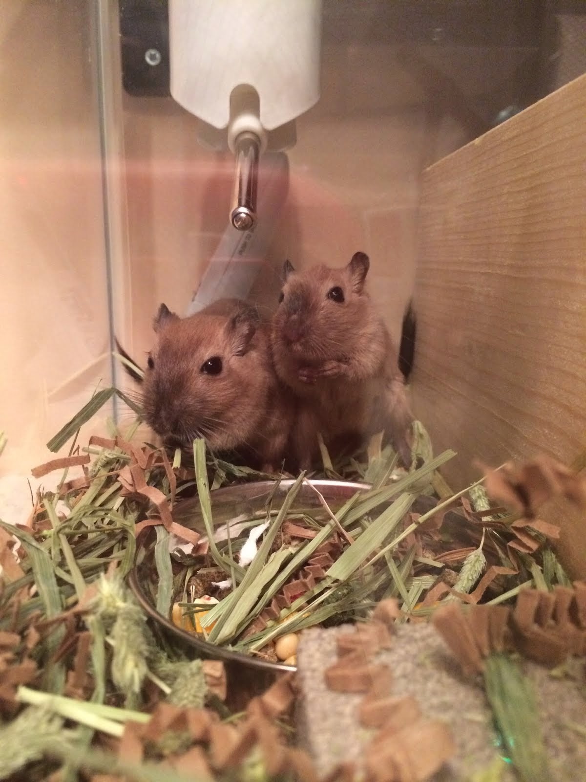 Class Act Gerbil Breedery: Our Gerbils