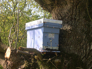 Bees in Brittany: Swarm Traps.- How to make them, where to place them.
