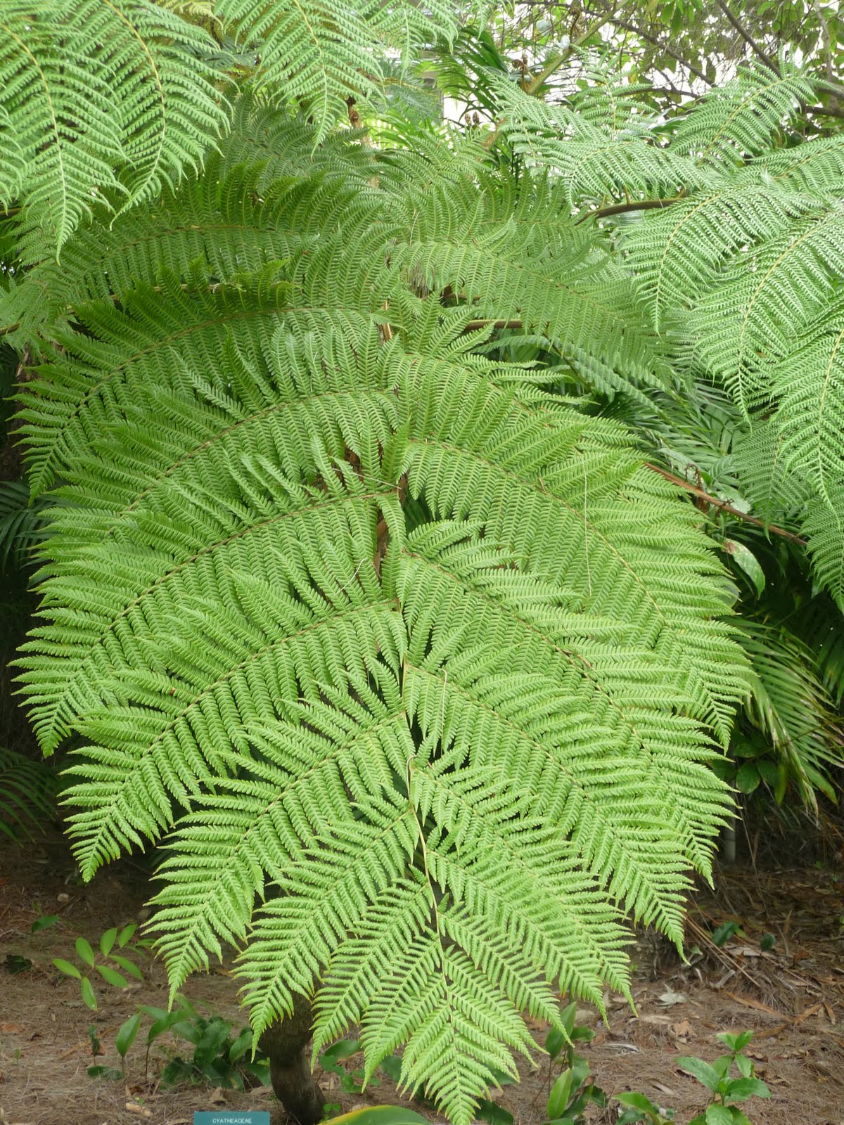 Virtual Plant Collection: Australian Tree Fern