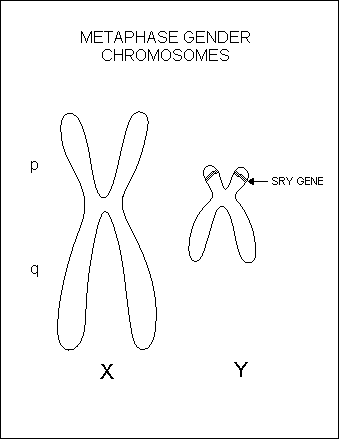 What makes us male/female?: The Testis Determining Factor