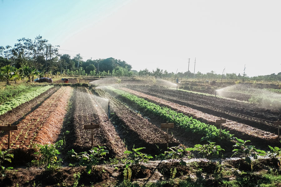 Discover The Beauty of TIGBAUAN