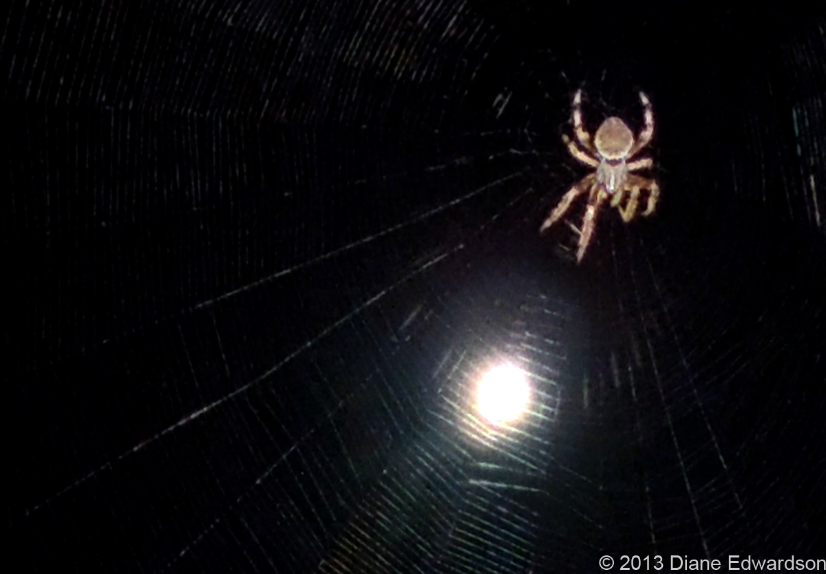 Corralitas Red Car Property: Corralitas Drive: Spider As Big As The Moon