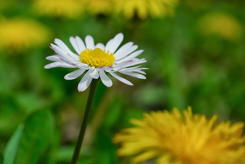 Lekovite cvetne esencije: PREDSTAVLJAMO VAM CVETNE ESENCIJE