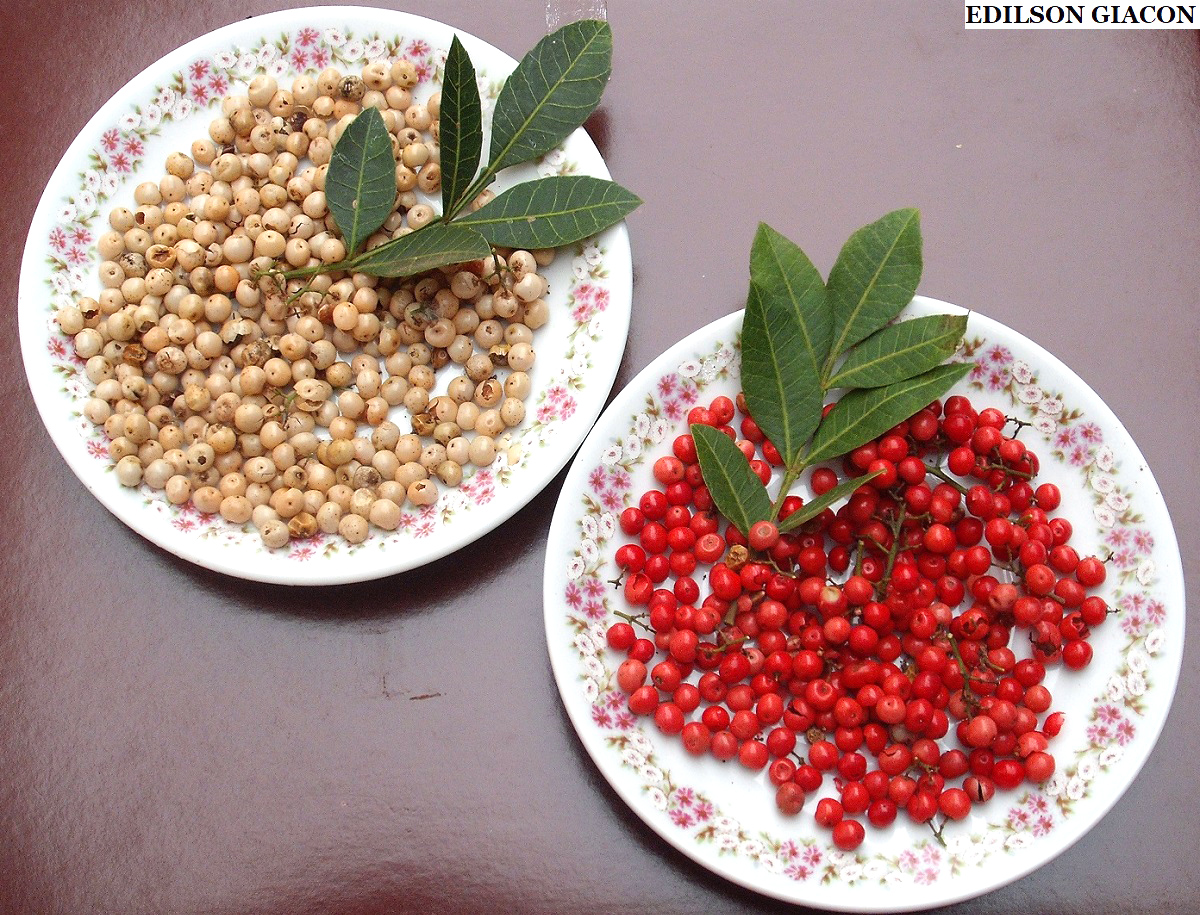 Viveiro Ciprest - Plantas Nativas e Exóticas: Pimenta Rosa ou Aroeira ...