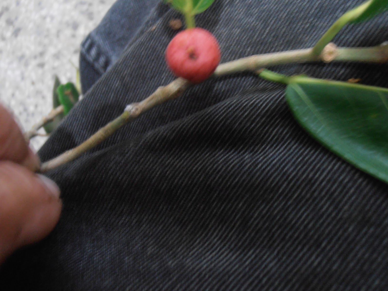 Flora de Puerto Rico Ilustrada Papo Vives: MORACEAE FICUS STHALII ...