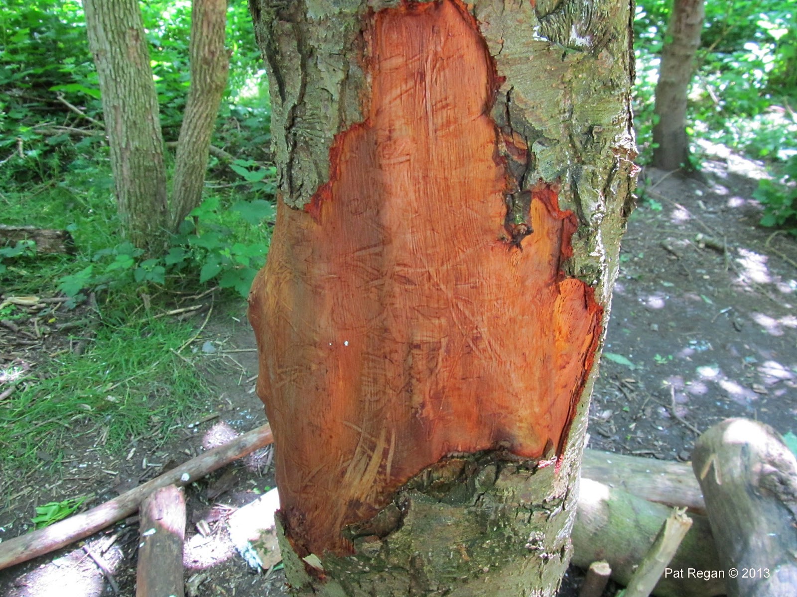 Pat Regan: Tree vandals - but how far can they go?