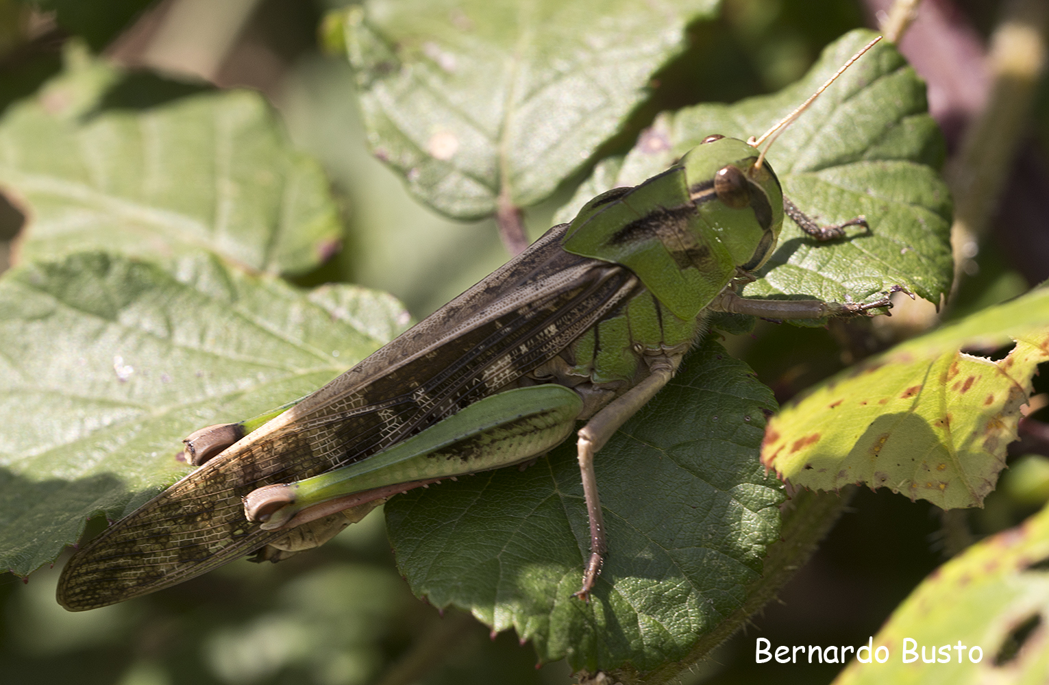 RÍA DE LA VILLA: Insecto del día