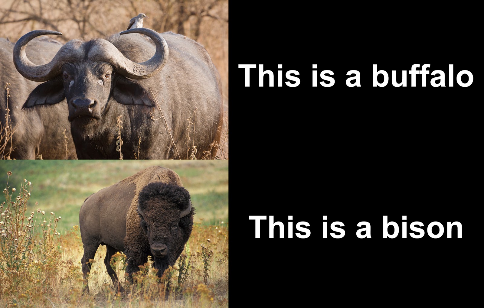 Equestria Daily - MLP Stuff!: This is a Review: Friends Forever #31