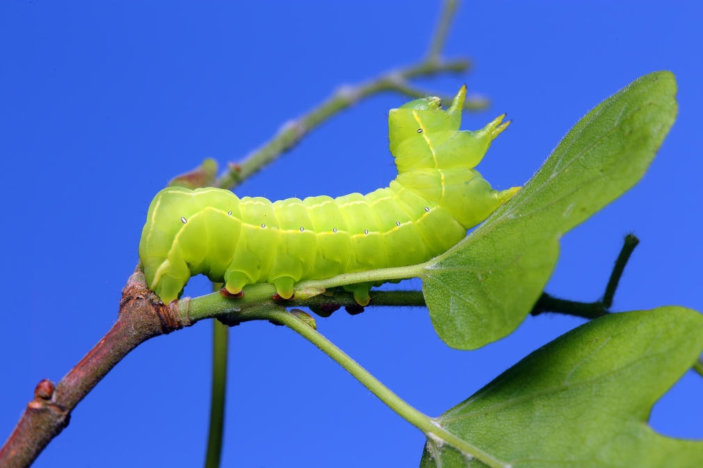 JJ's Photographic nature blog: The notorious Burned-edge Fulvous moth...