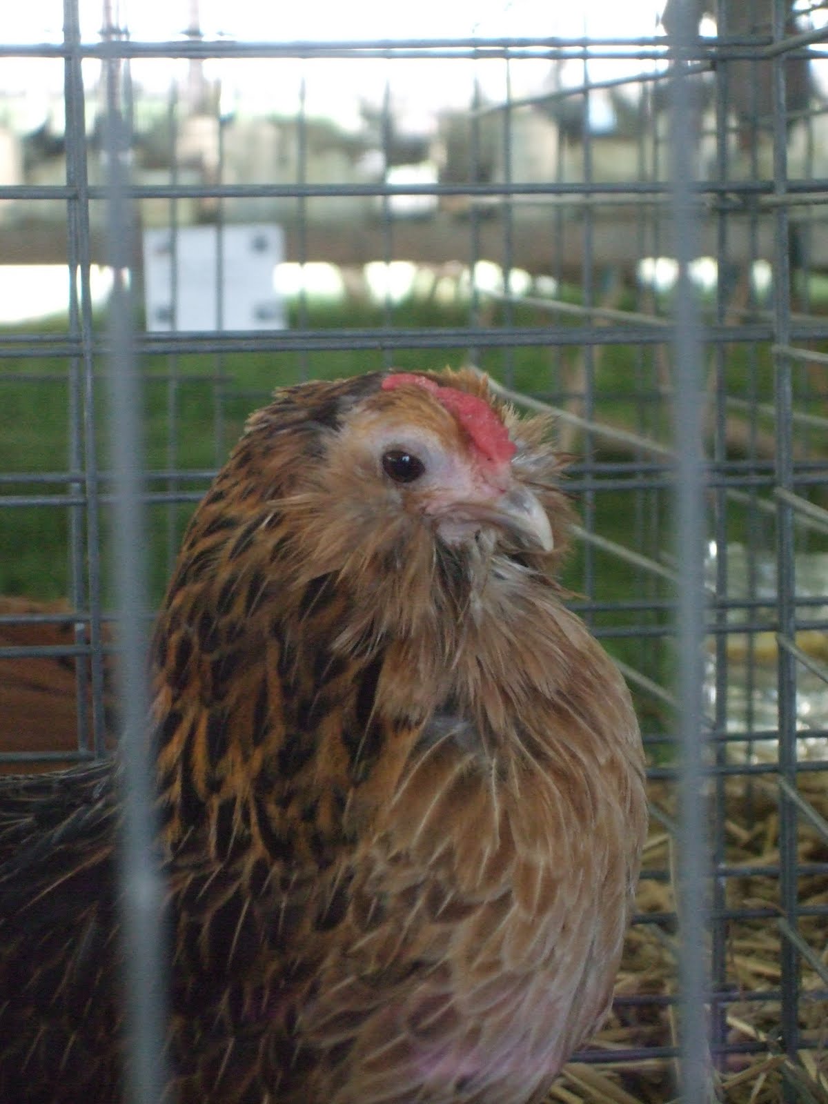 Pam's Backyard Chickens: Bantam Chickens