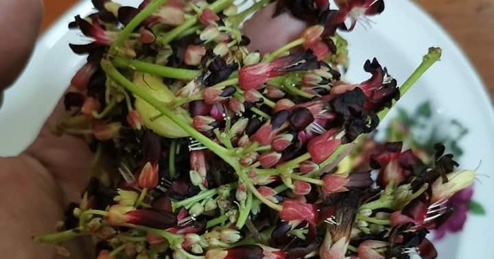 Petua ...Bunga Belimbing Buluh Buang Kahak