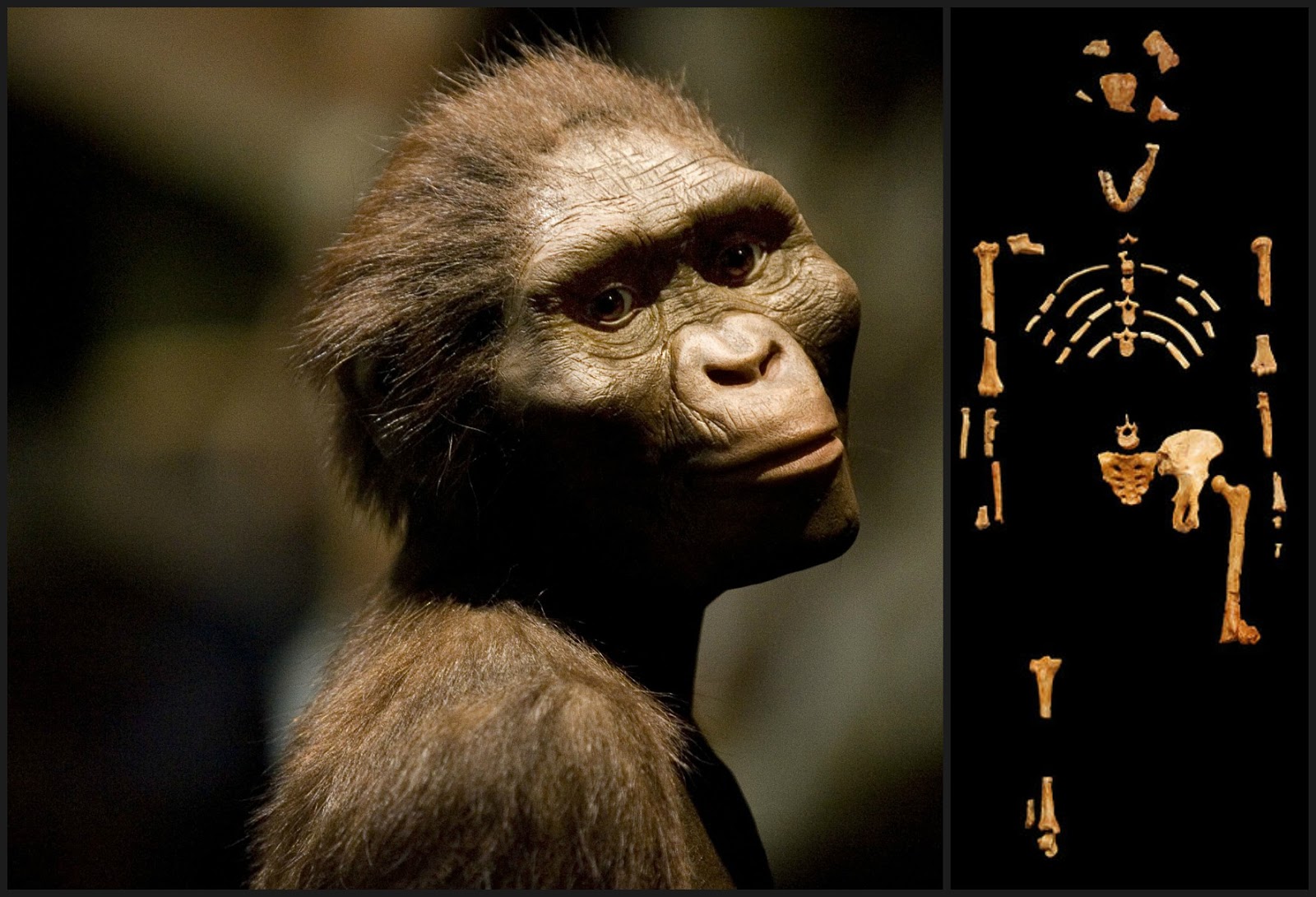 Enroque de ciencia: A propósito de ‘Lucy’, la homínida (y 2)