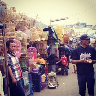 Daftar Harga Burung Kicauan Terbaru Bulan Januari 2018 - Tips Merawat ...