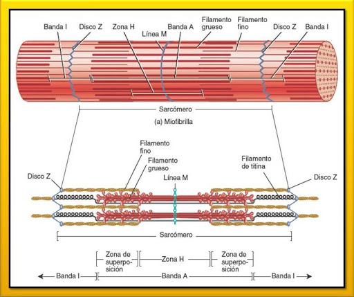 Tejido Muscular Esquelético (TME) ~ Biopsicosalud