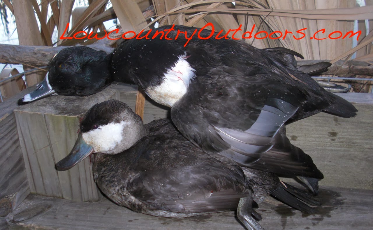 Lowcountry outdoors: Ruddy Ducks and Ringnecks at FeatherHorn Farm