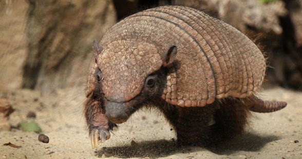 Hoy hablamos del Quirquincho