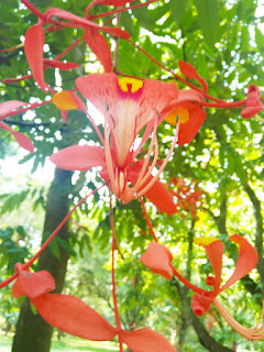 Kukul Kakul - Amherstia nobilis | SL Flora