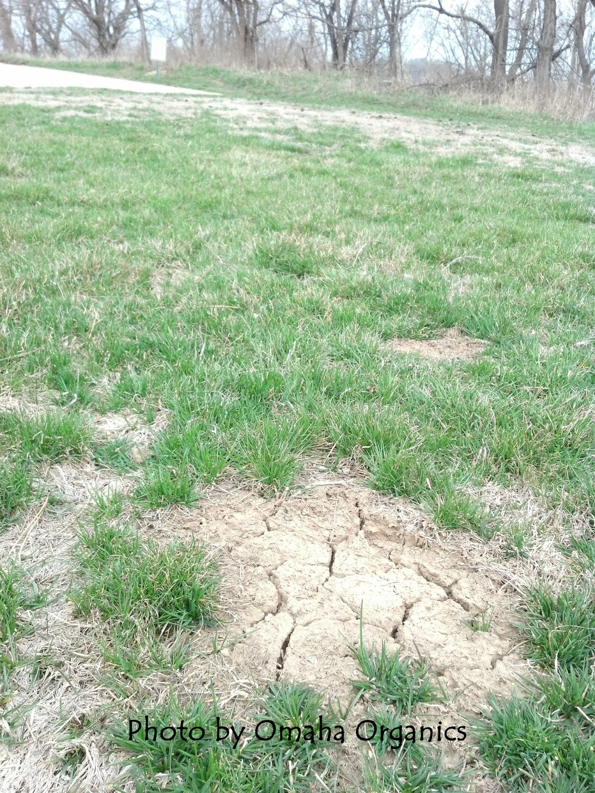 iaTURF: DROUGHT DAMAGE SHOWING UP THIS SPRING