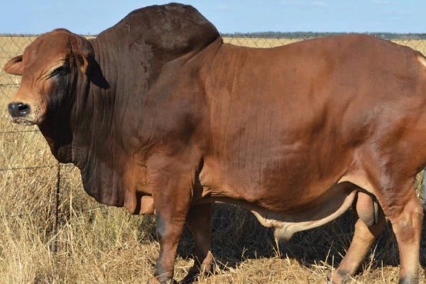 BORAN CATTLE: BEEF CATTLE BREED