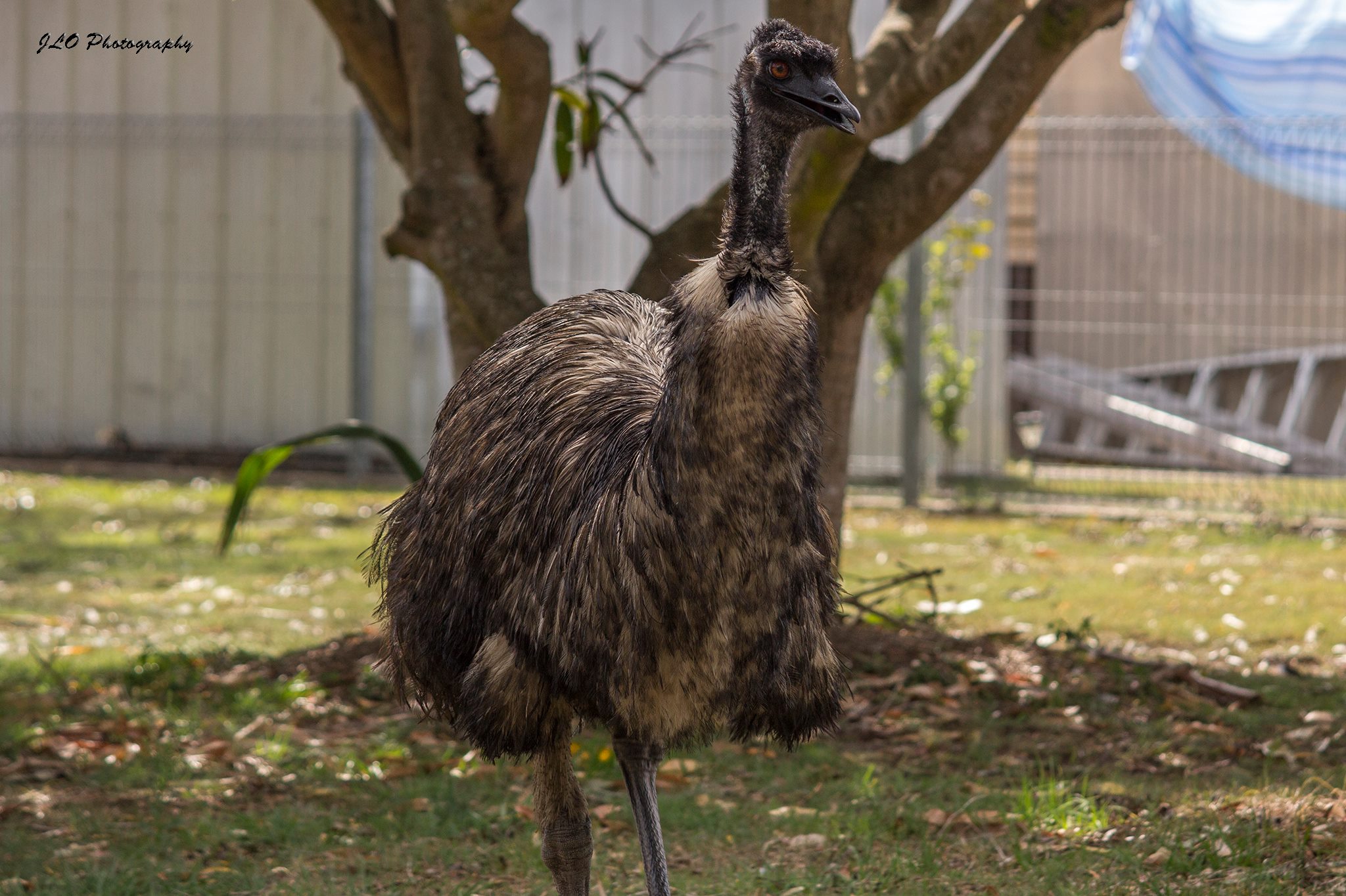 sunshinecoastbirds: Emus in the Cooloola Region
