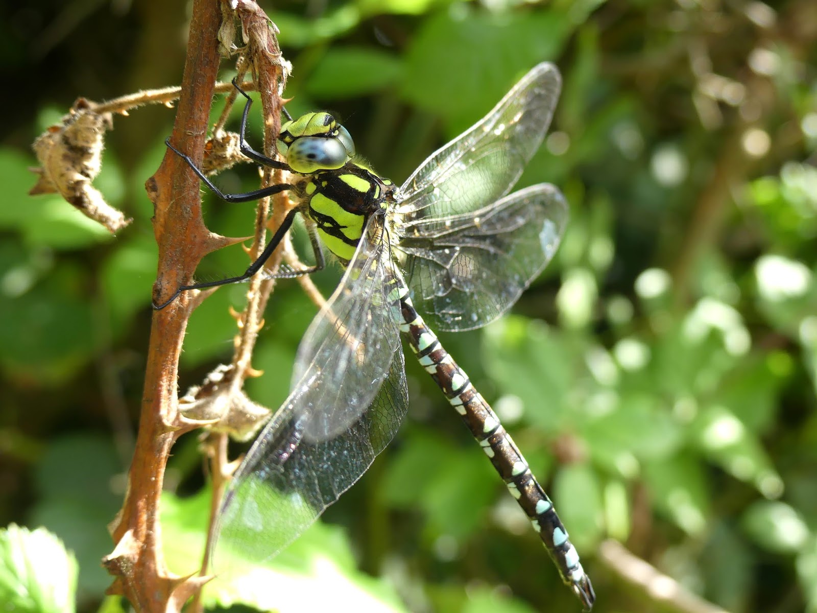 Julia Garner : Malltraeth Marsh, Cors Ddyga RSPB reserve