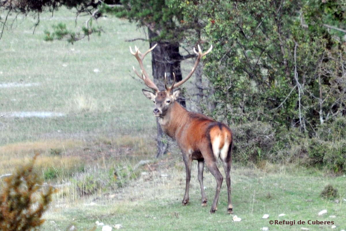 BEAUTY OF NATURE: EL CÉRVOL (LES BANYES I LA BRAMA)