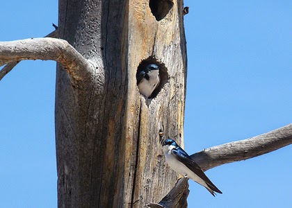 Tree Swallow Habitat: Tree Swallow Characteristics
