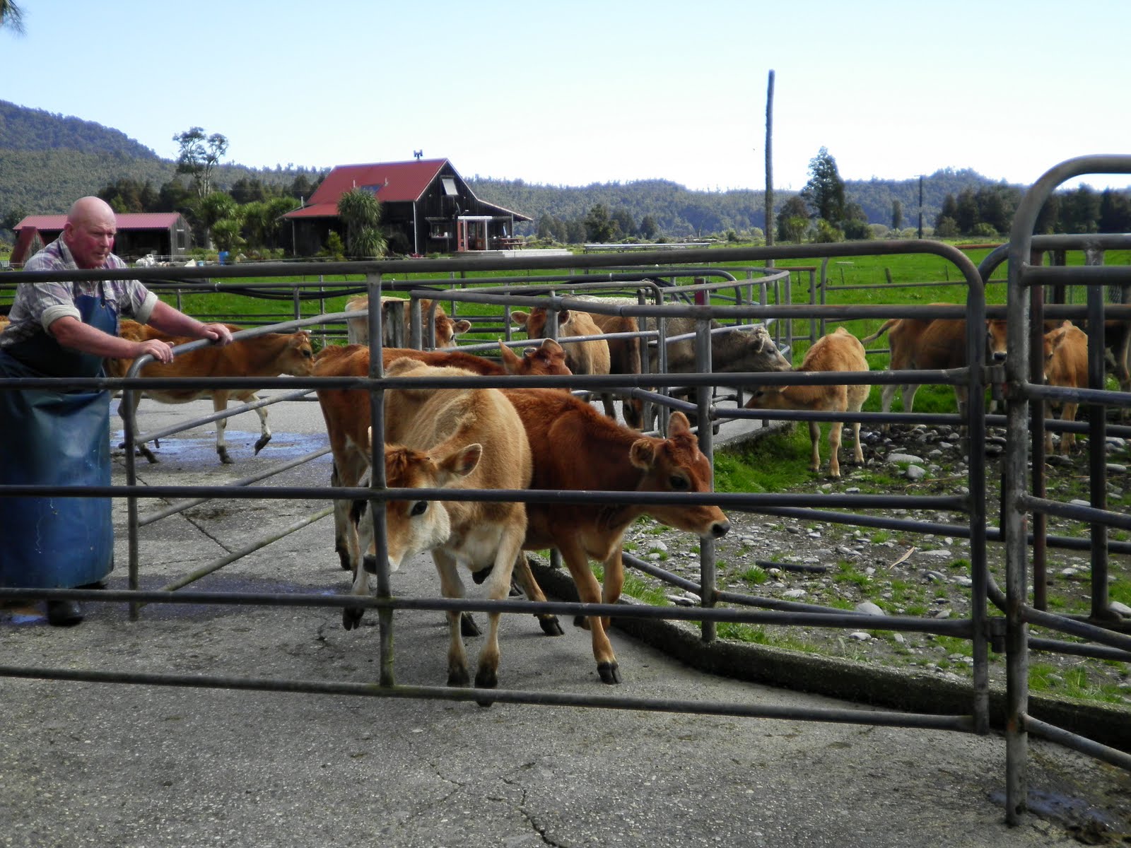 Am anderen Ende der Welt: WAITAHA VALLEY, Dairyfarm, New Zealand, 02 ...
