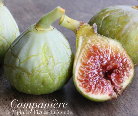 Campaniere Fig - Var Tin