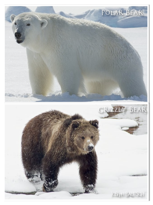 I Spy Animals: Grolar Bears and Pizzlies...