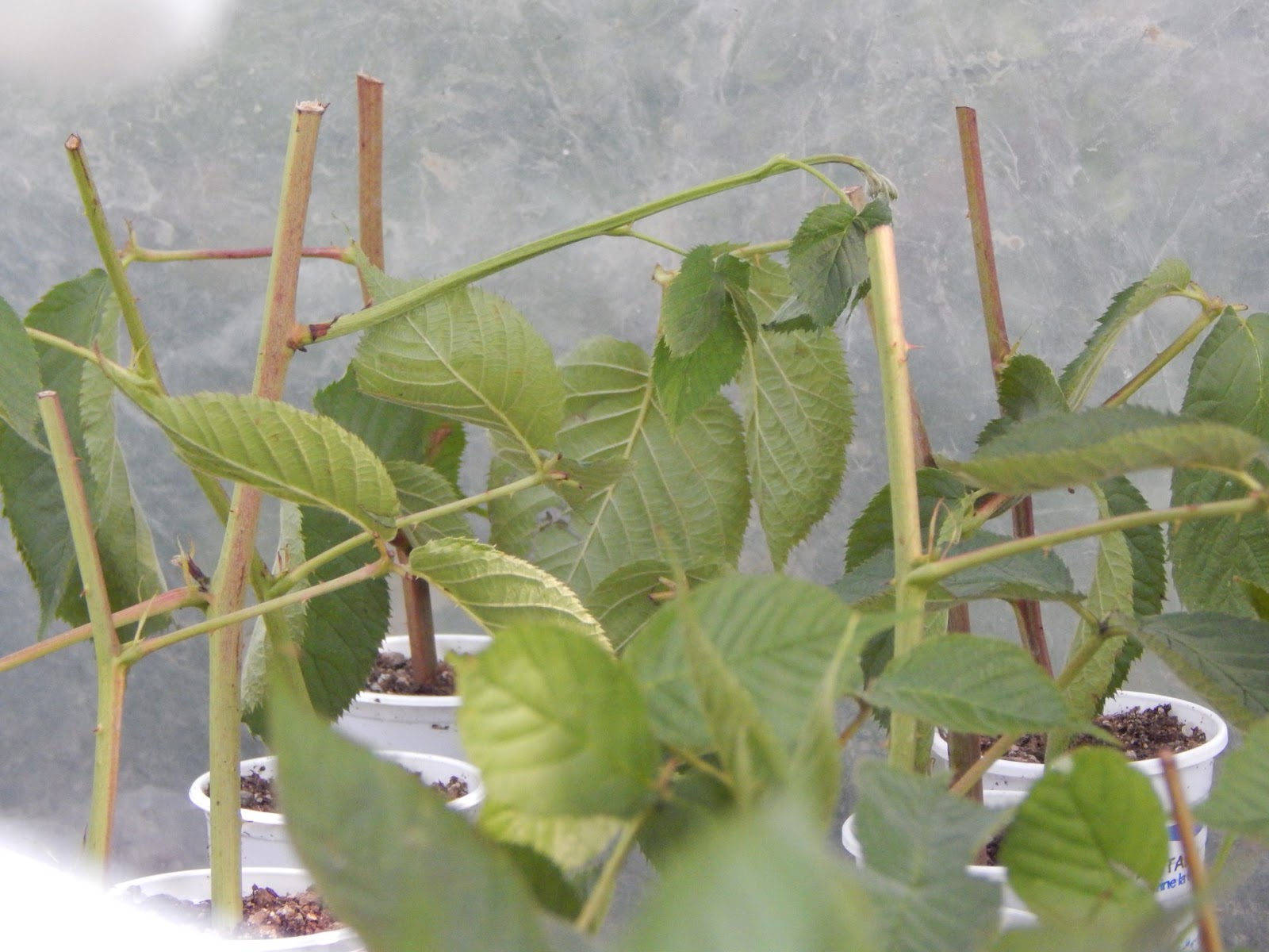 Ferma Divizor comun: Inmultirea murului prin butasirea verde-esec total