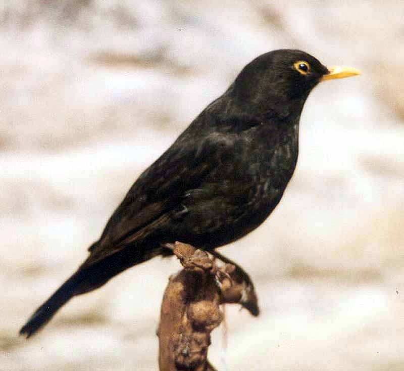 goodvalley: Il merlo