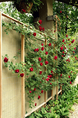 Fast Organic Food: How to make a custom rose trellis