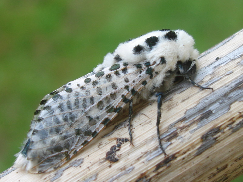 MERSEA WILDLIFE: MOTH GROUP REWARDED
