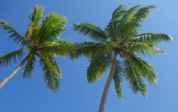 Un árbol llamado palmera - Plantas