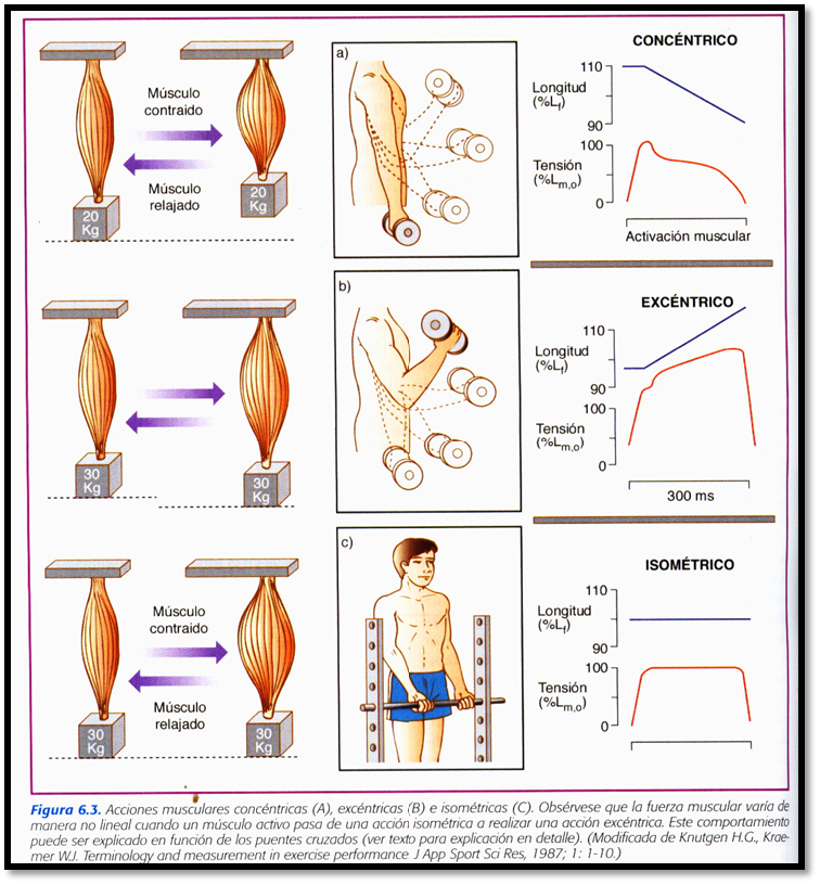 FISIOLOGÍA DEL ESFUERZO: FUERZA Y RESISTENCIA MUSCULAR
