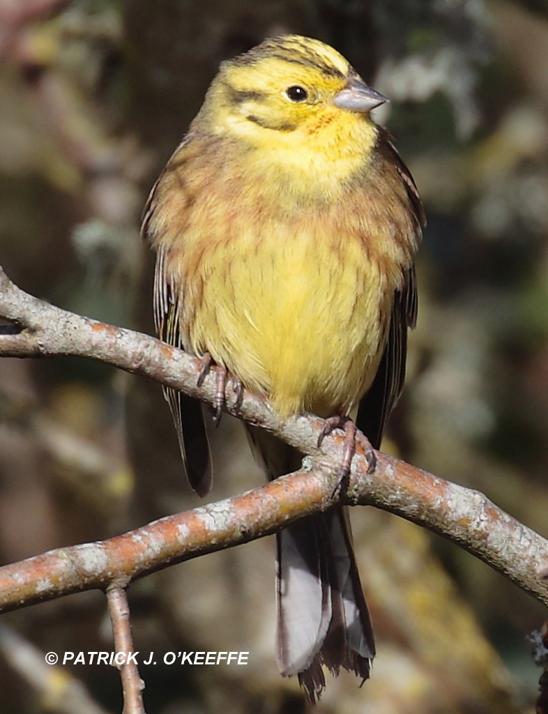 Raw Birds: YELLOWHAMMER (Emberiza citrinella) male, Turvey Nature ...