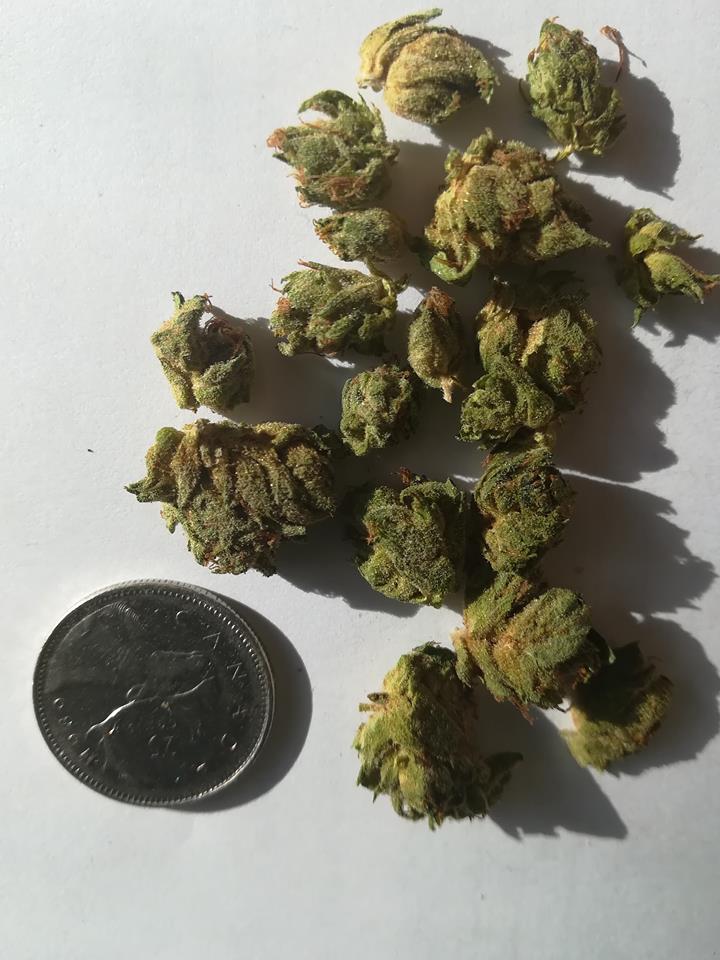 Review: Blue Ninety Eight ( Rockstar kush) by RIFF