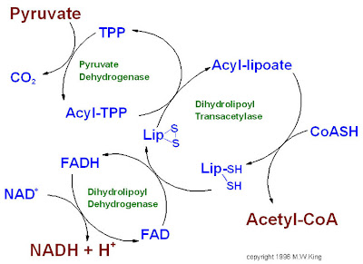 Punk Biology Student Blog: OXIDATIVE DECARBOXYLATION OF PYRUVATE ...