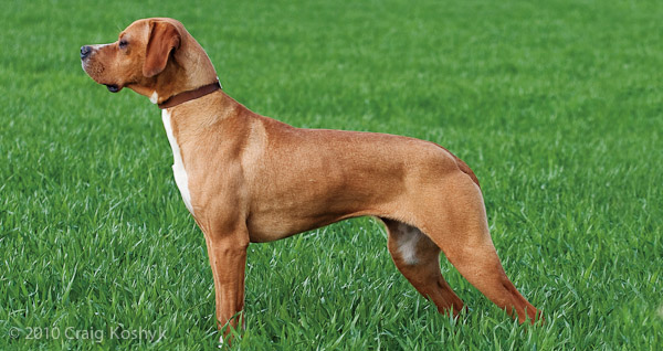 Pointing Dog Blog: Breed of the Week: The Portuguese Pointer